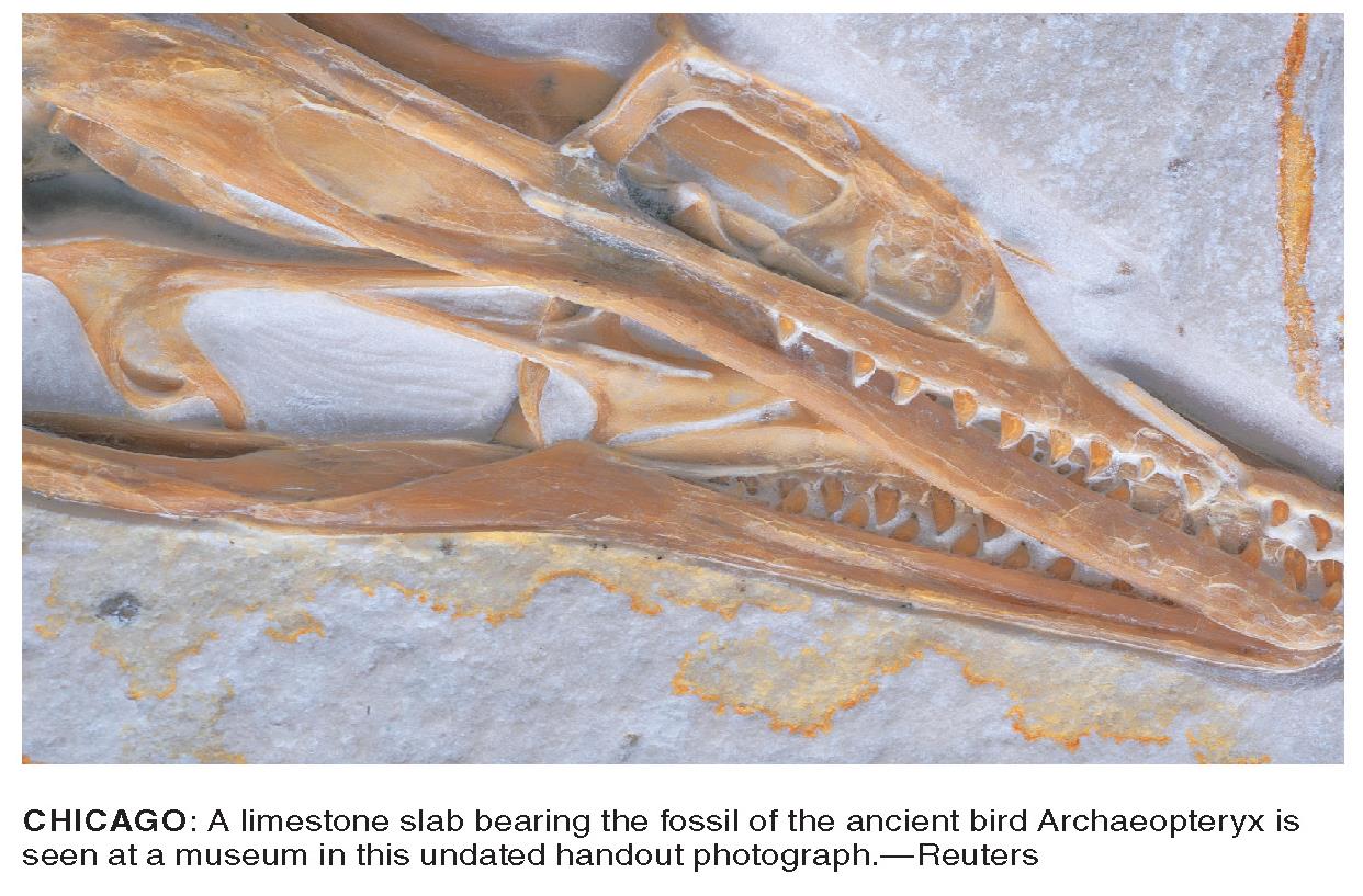 Dawn-ePaper | May 07, 2024 | Museum acquires new specimen of famed ...