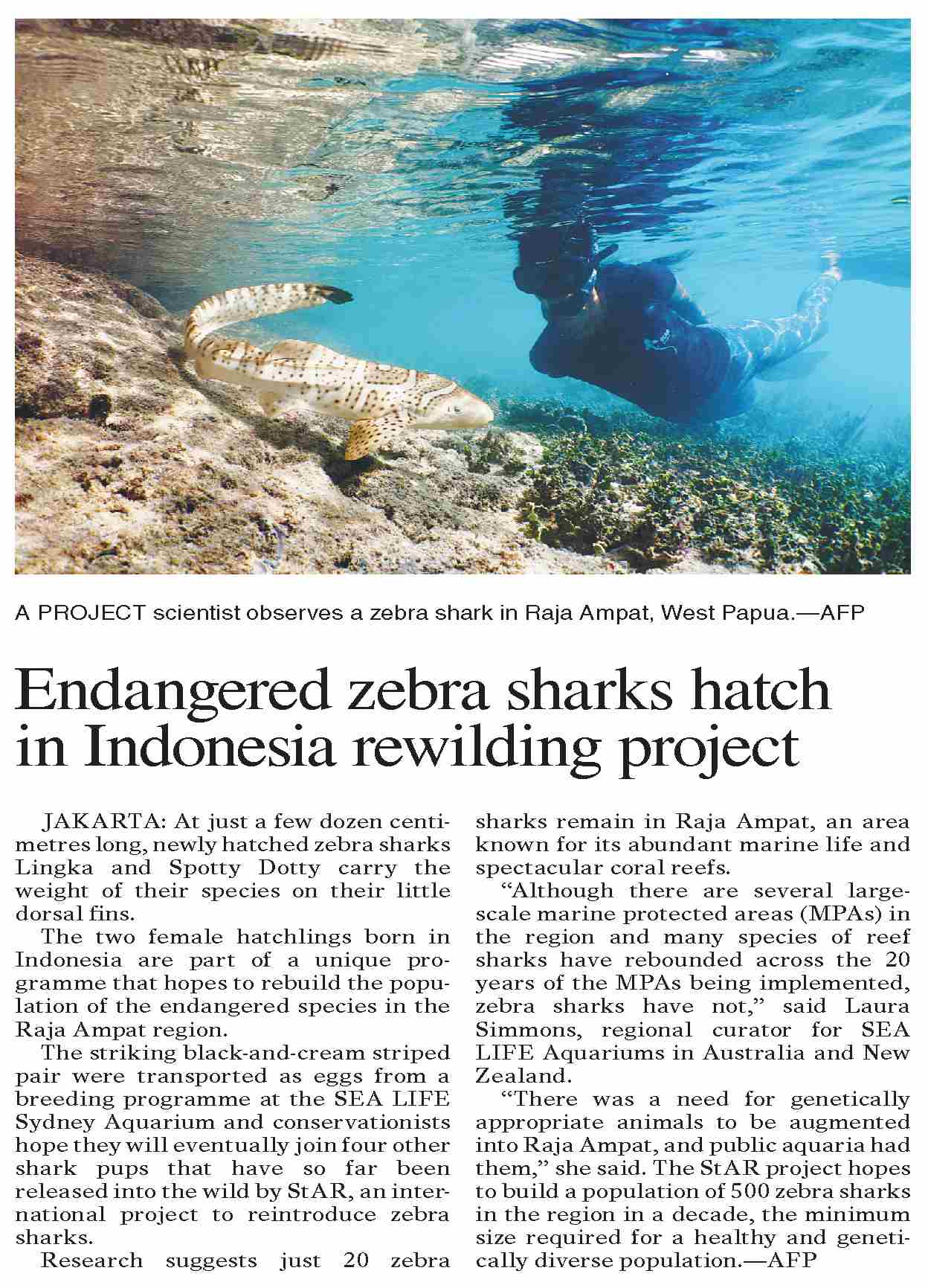 Dawn-ePaper | Jun 06, 2024 | Endangered zebra sharks hatch in Indonesia ...