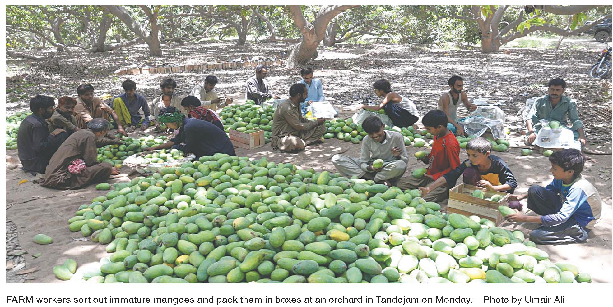 Dawn-ePaper | Jun 11, 2024 | Immature mango crop harms exports, affects ...
