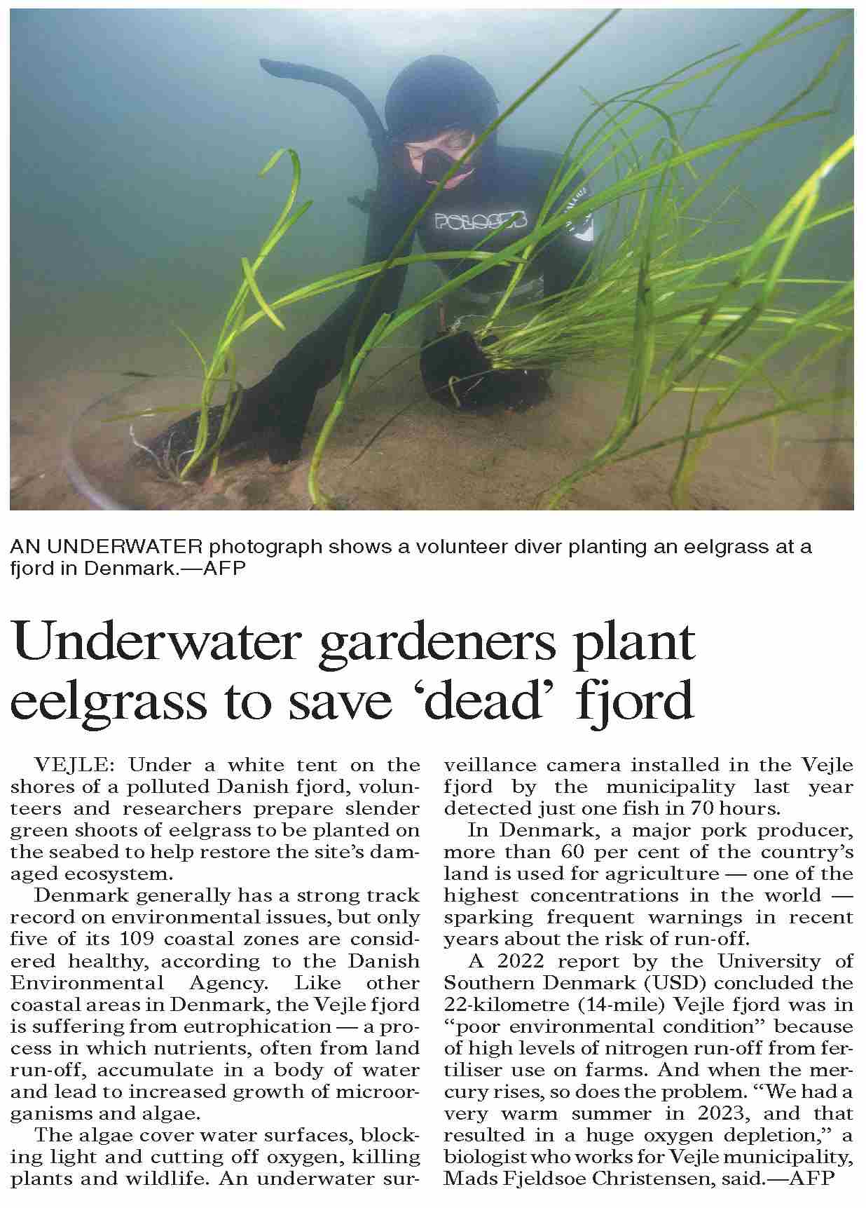 Dawn-ePaper | Jun 13, 2024 | Underwater gardeners plant eelgrass to ...