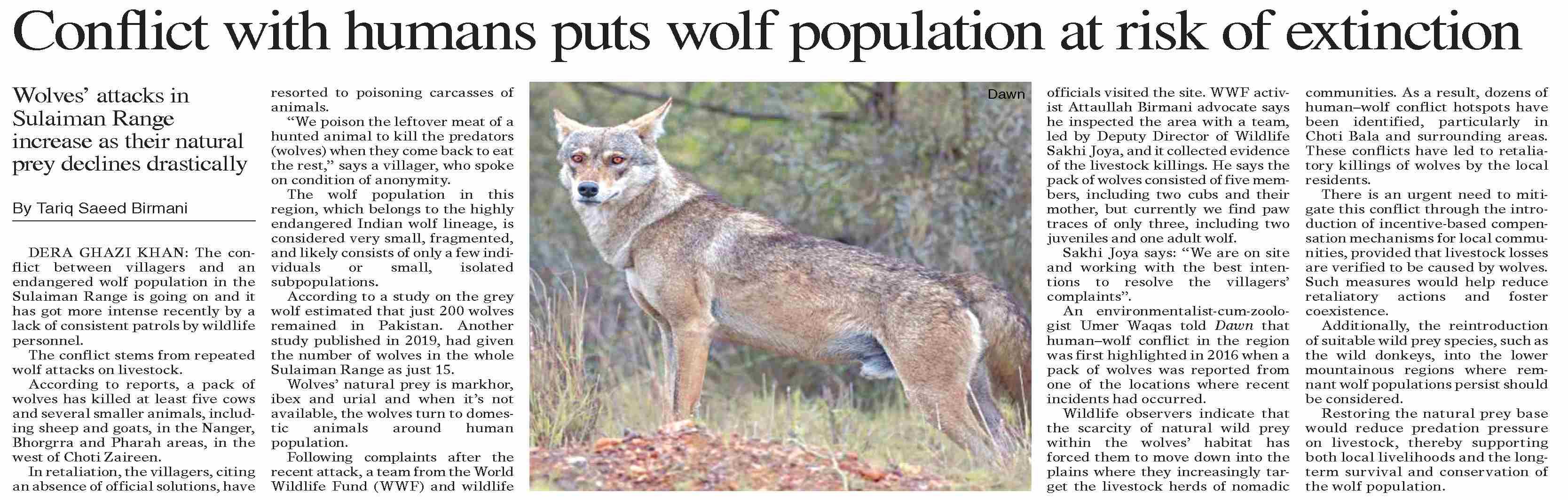 Dawn-ePaper | Dec 24, 2025 | Conflict with humans puts wolf population ...