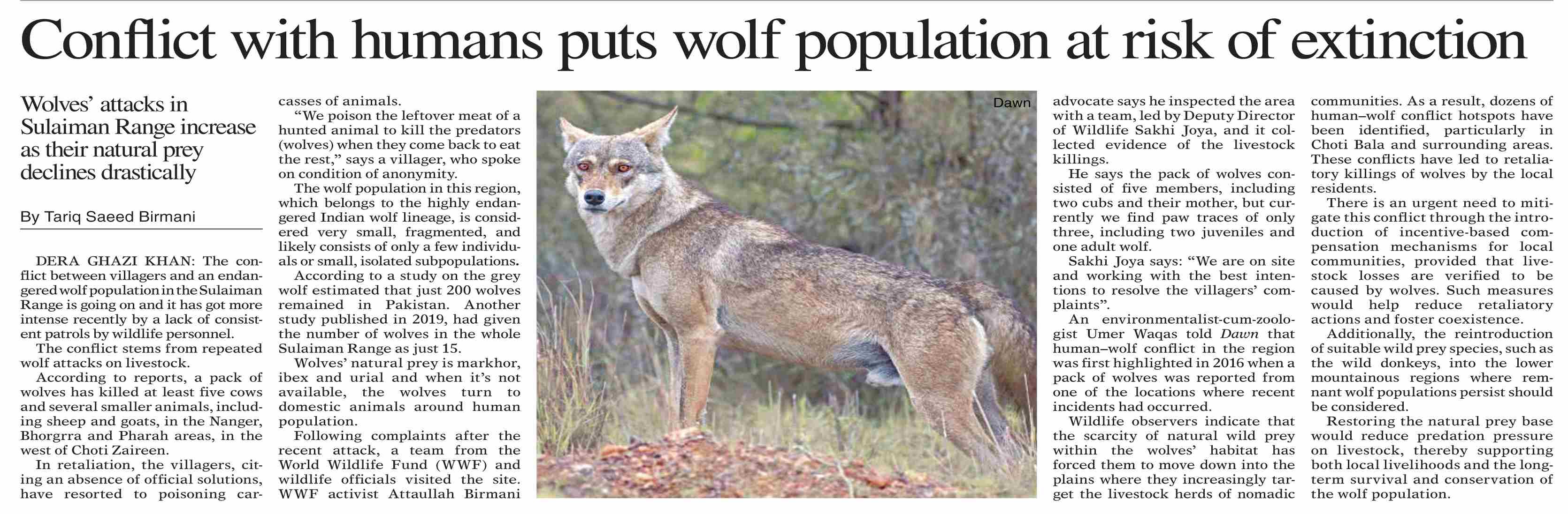 Dawn-ePaper | Dec 24, 2025 | Conflict with humans puts wolf population ...